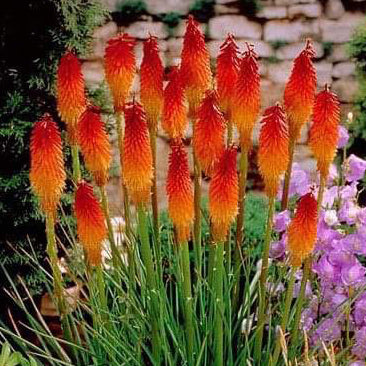 Torch Lily – Black Bear Glitters