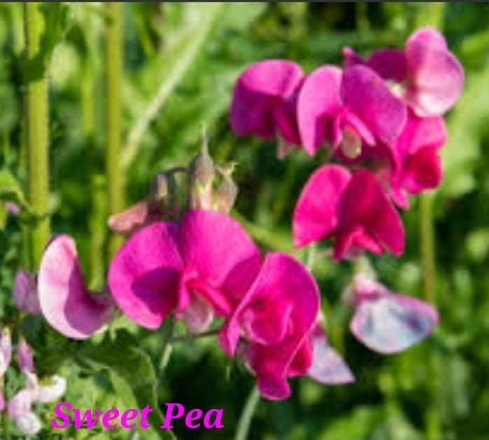 Sweet Pea Pearl – Black Bear Glitters