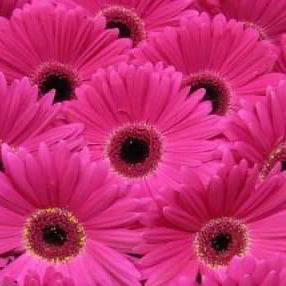 Germini – Black Bear Glitters