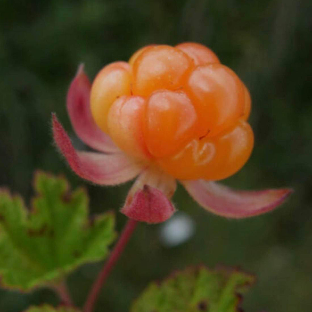 Cloudberry – Black Bear Glitters