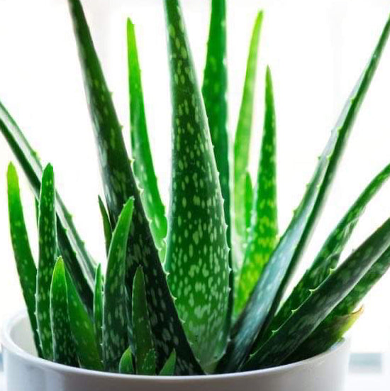 Aloe Pearl – Black Bear Glitters